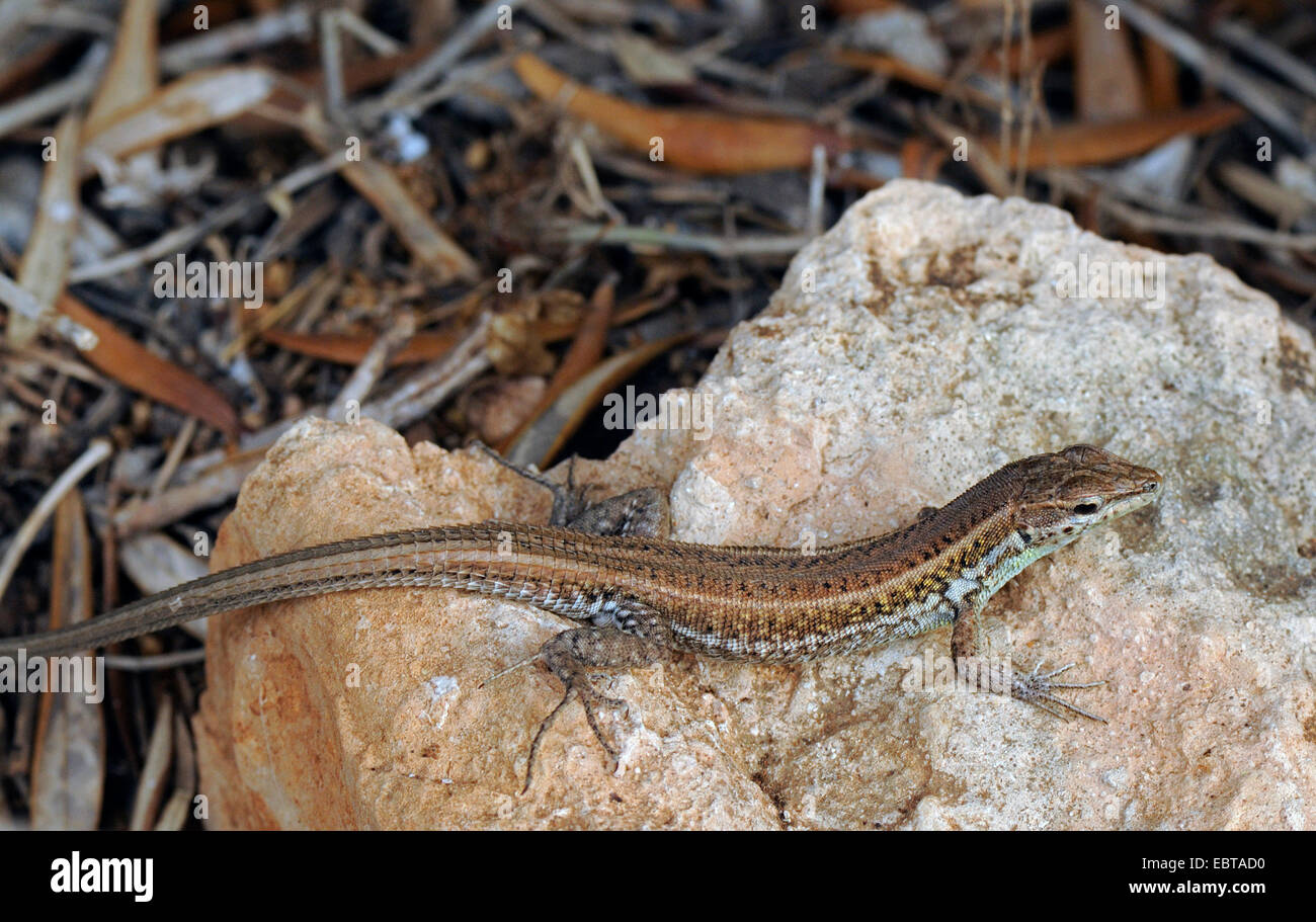European Snake-eyed Lizard (Ophisops elegans), sitting on a stone ...