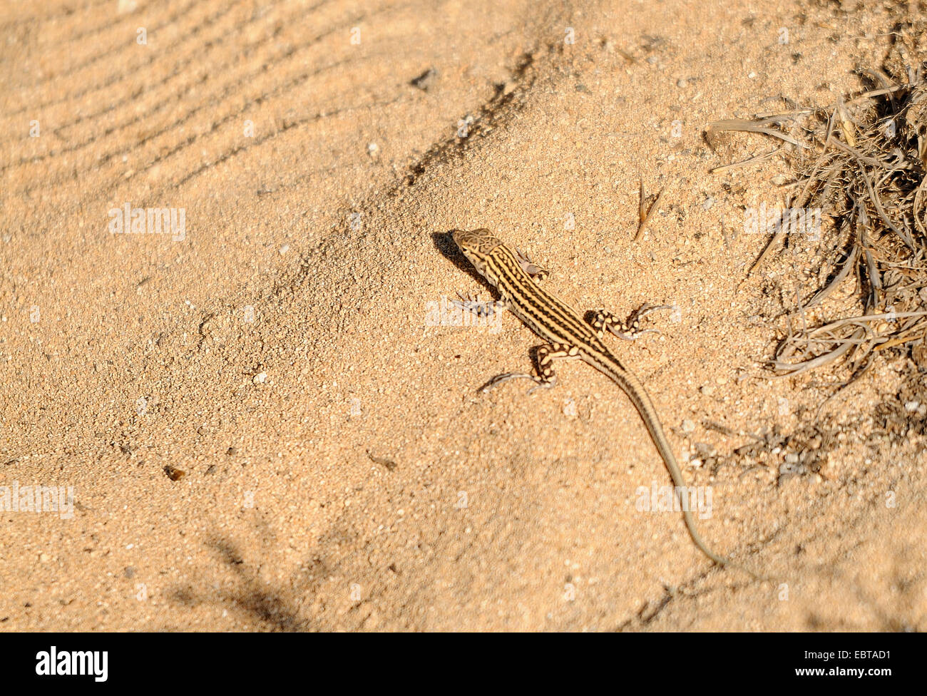 Schreiber's fringe-fingered lizard (Acanthodactylus schreiberi ...