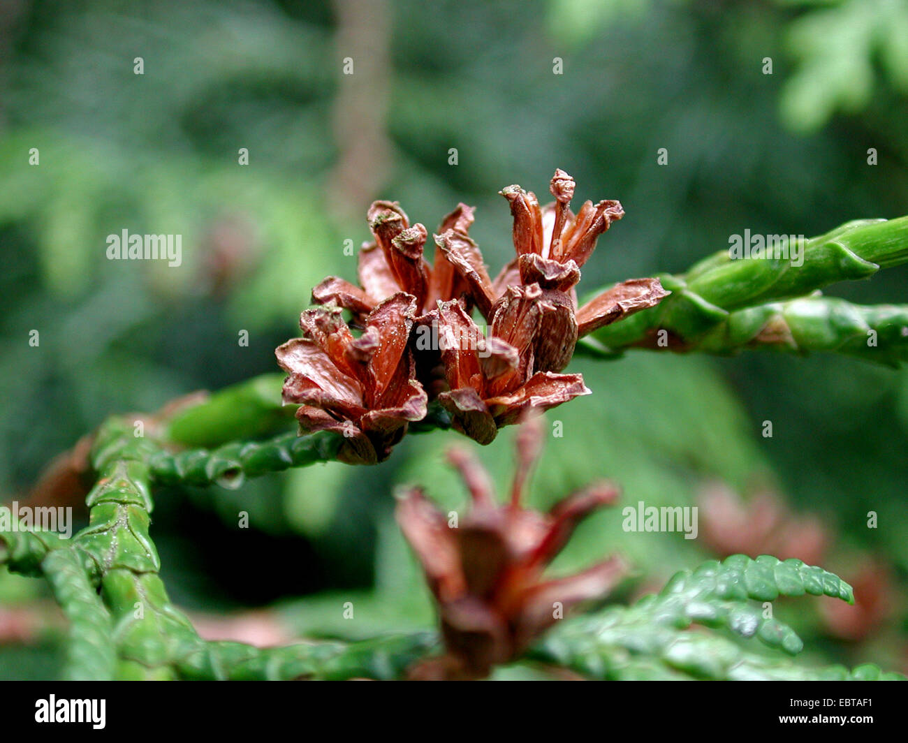 Japanese Thuja (Thuja standishii), branch with cones Stock Photo - Alamy