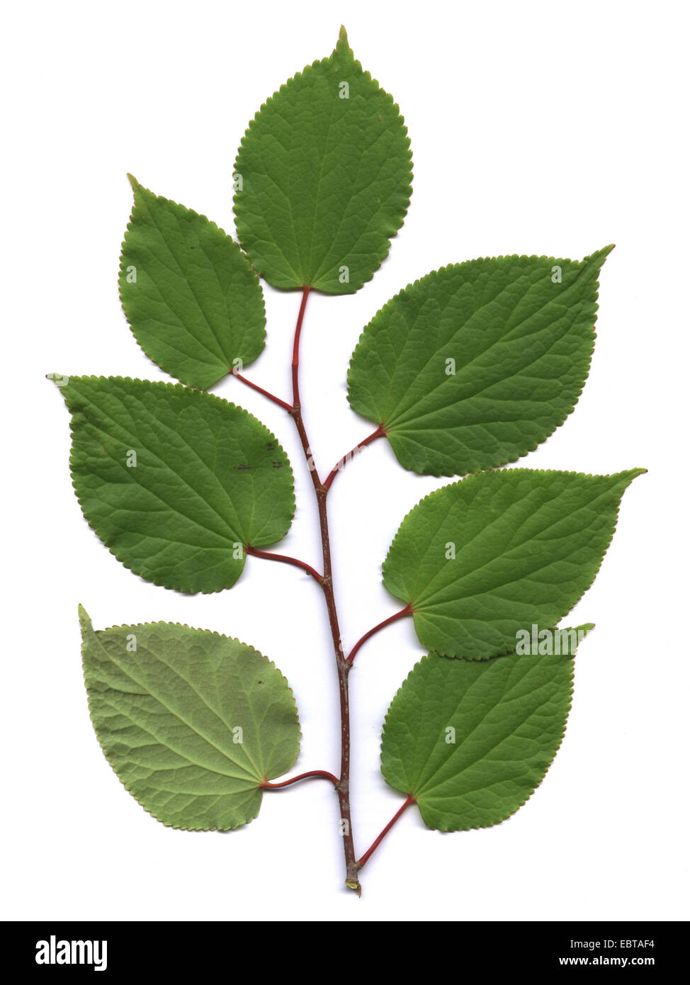 Tetracentron (Tetracentron sinense), branch, cutout Stock Photo - Alamy