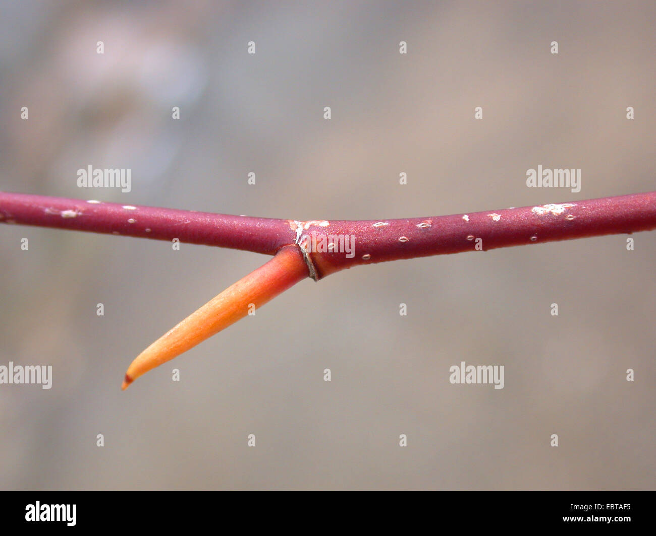 Tetracentron sinense hi-res stock photography and images - Alamy