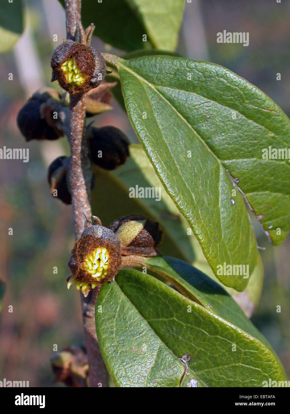 Chinese Fighazel (Sycopsis sinensis), blooming Stock Photo - Alamy