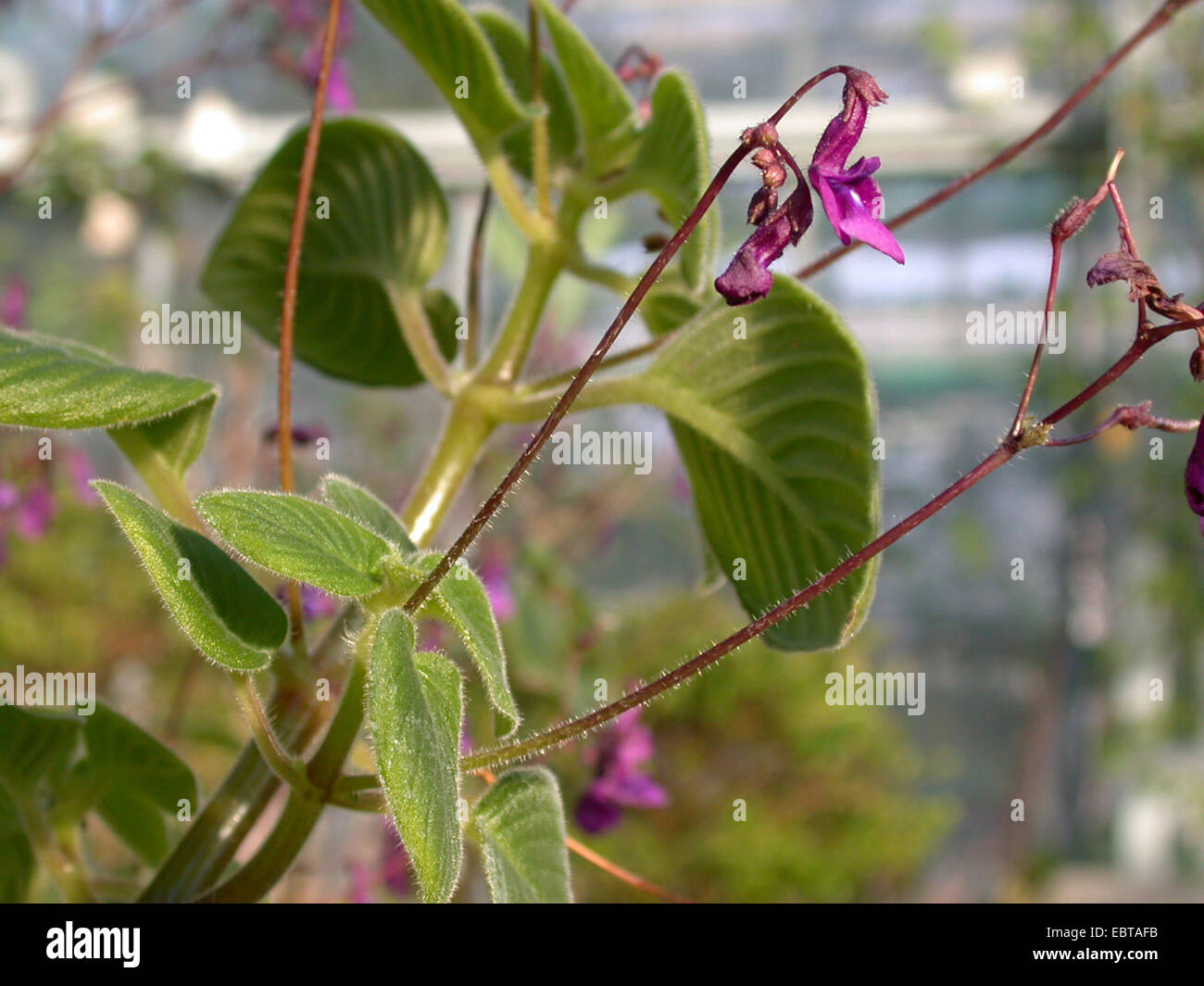 Nodding Violet, strep (Streptocarpus caulescens), blooming Stock Photo ...