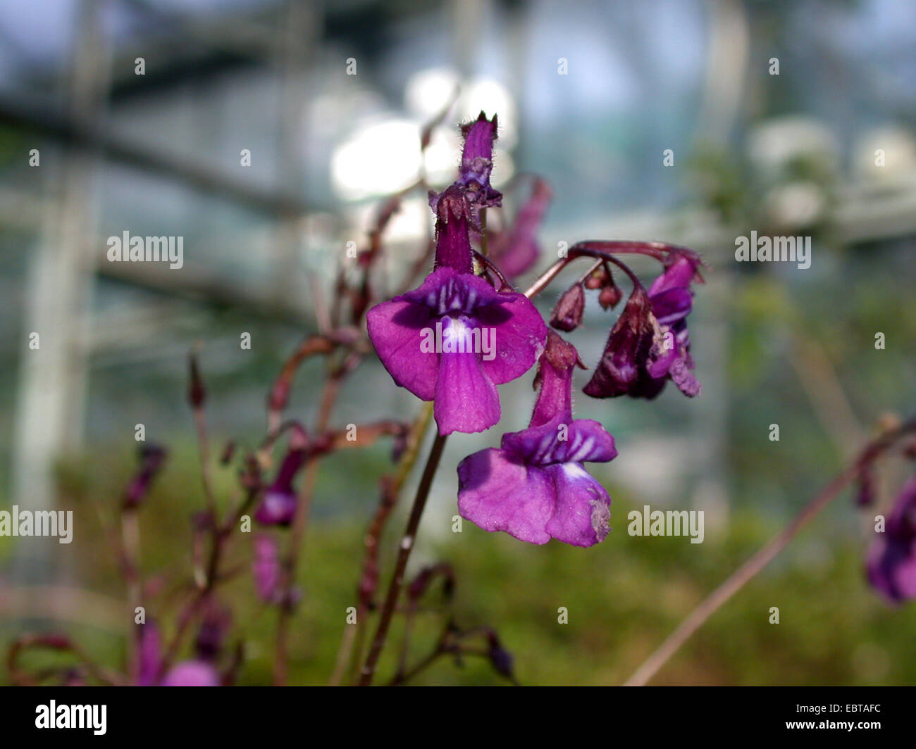 Nodding Violet, strep (Streptocarpus caulescens), blooming Stock Photo ...