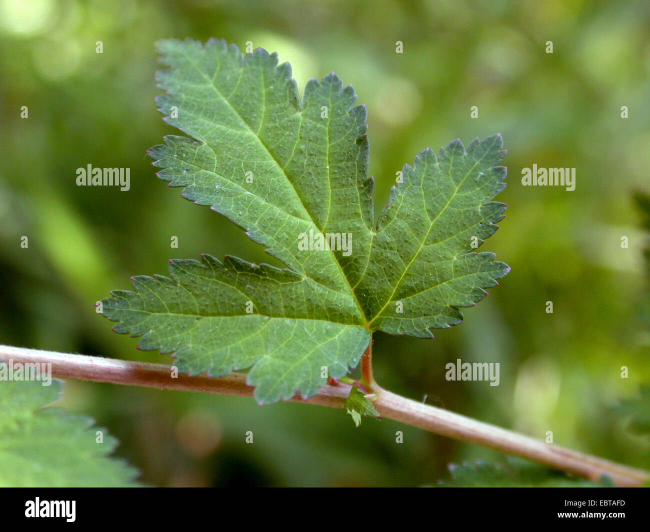 Cutleaf stephanandra, lace shrub (Stephanandra incisa), leaf Stock ...