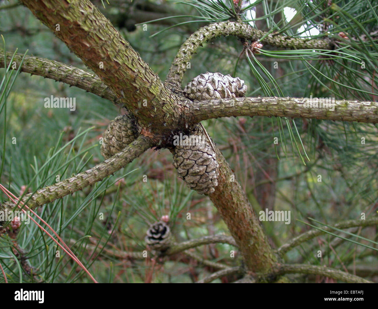 Chinese pine, Chinese Red Pine (Pinus tabuliformis, Pinus tabulaeformis ...
