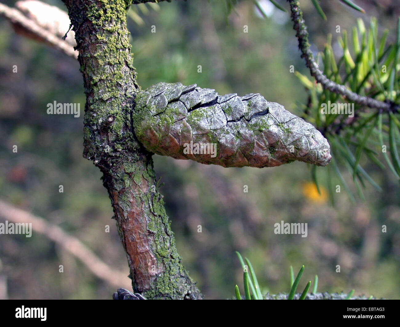 Closed pine cone hi-res stock photography and images - Alamy