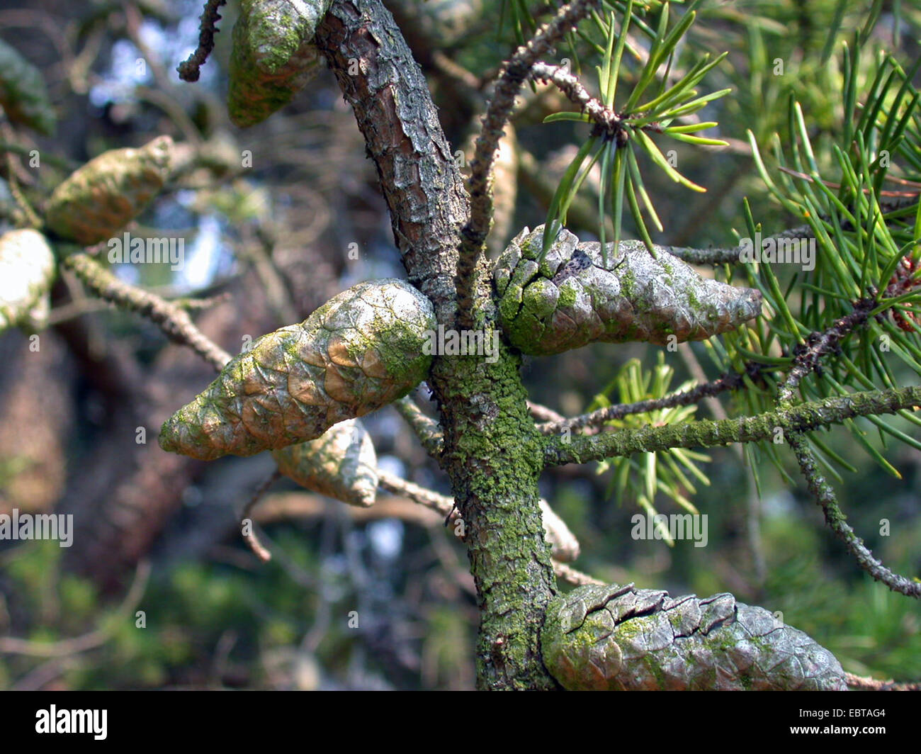 gray pine, jack pine (Pinus banksiana), cones on a branch Stock Photo ...