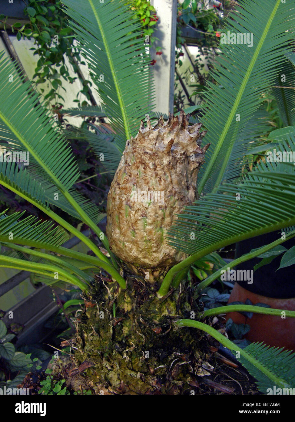 Mexican arrowroot, virgins palm (Dioon edule), cones Stock Photo - Alamy