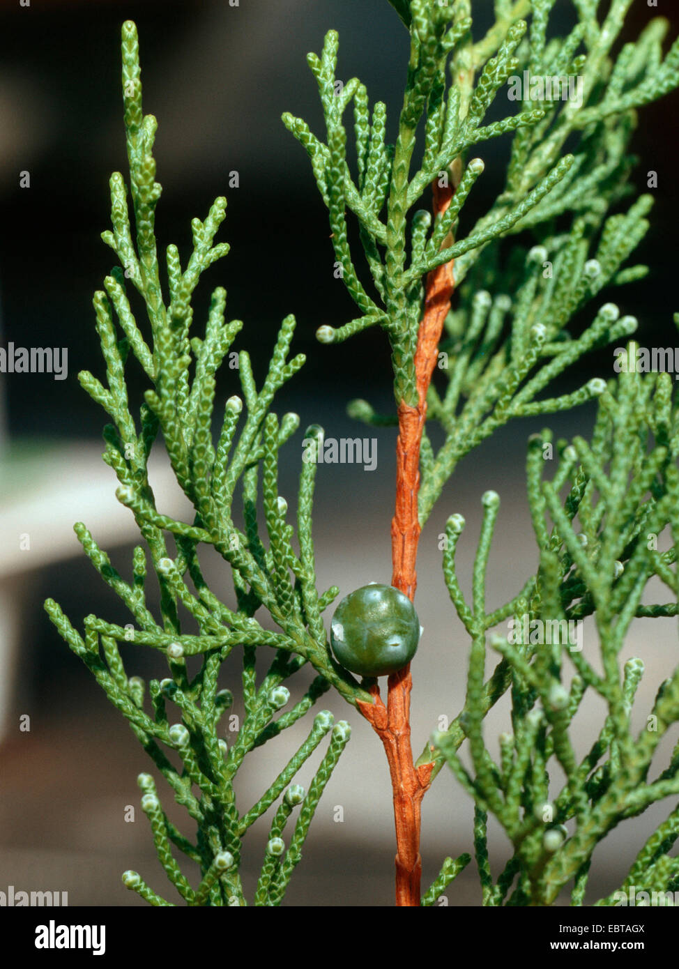 Phoenician juniper (Juniperus phoenicea), branch with unripe cone Stock Photo - Alamy