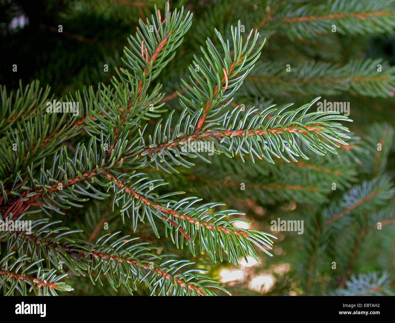 Howells tigertail picea alcoquiana hi-res stock photography and images ...