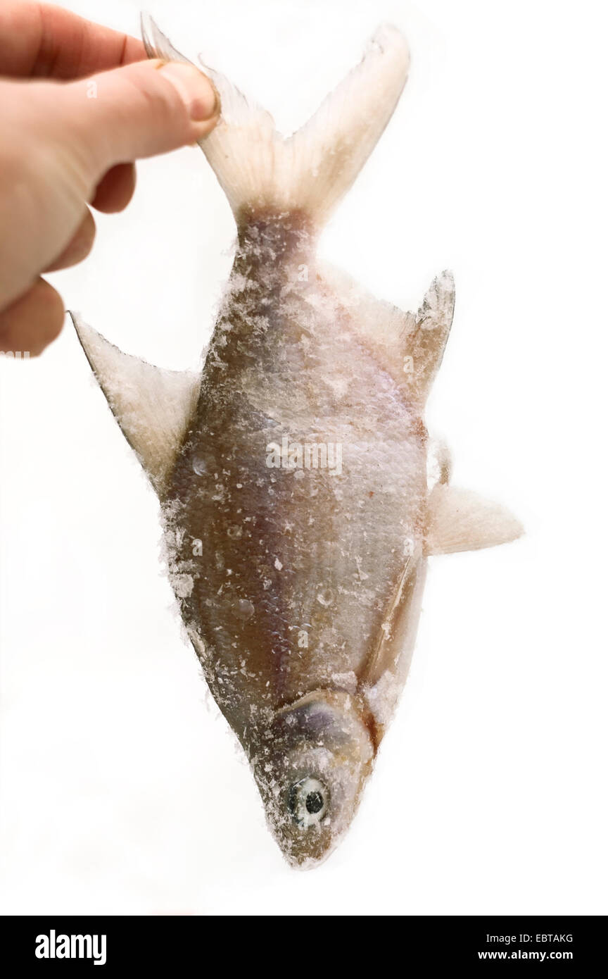 Captured fish hi-res stock photography and images - Alamy