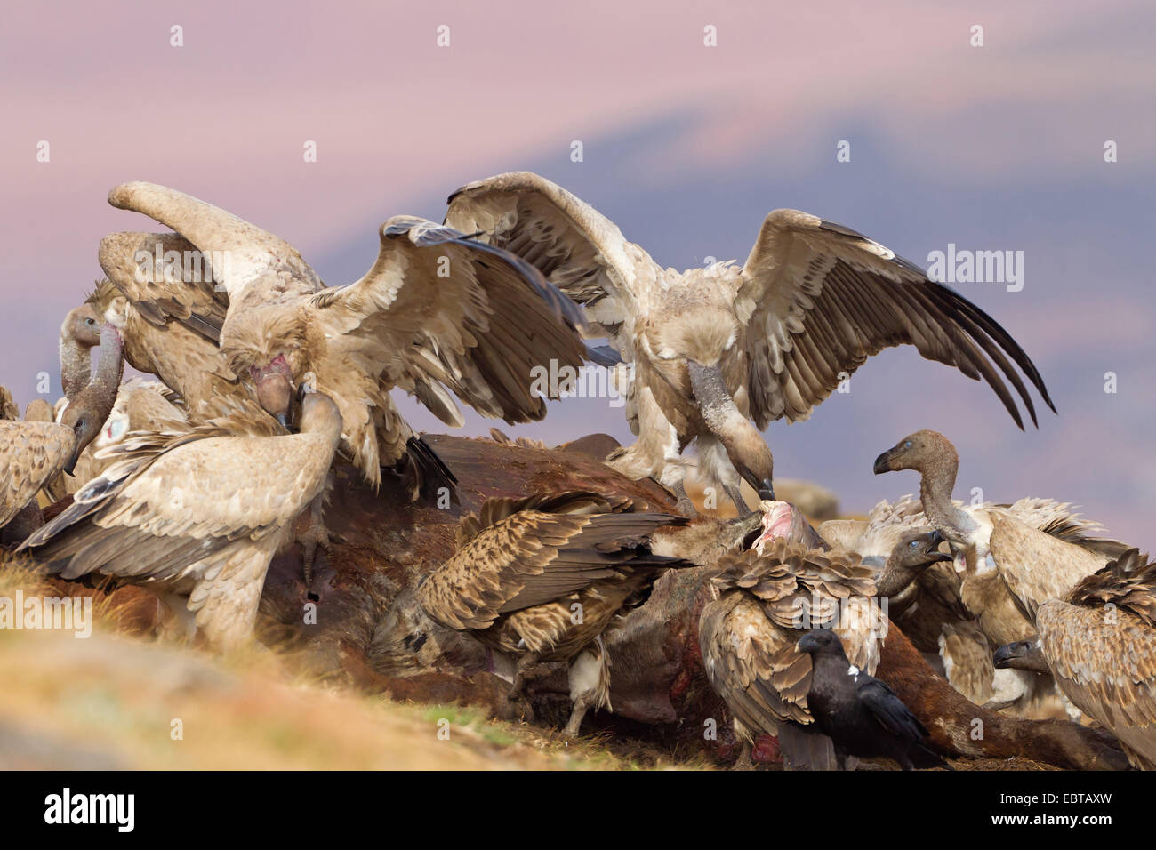 Cape vulture (Gyps coprotheres), feeding on cadaver, South Africa ...