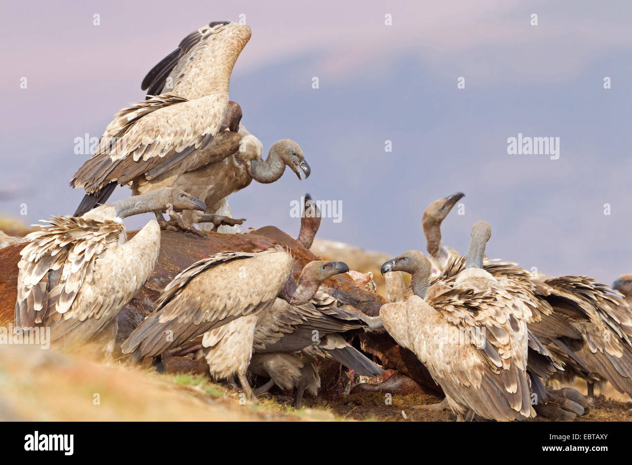 Cape vulture (Gyps coprotheres), feeding on cadaver, South Africa ...