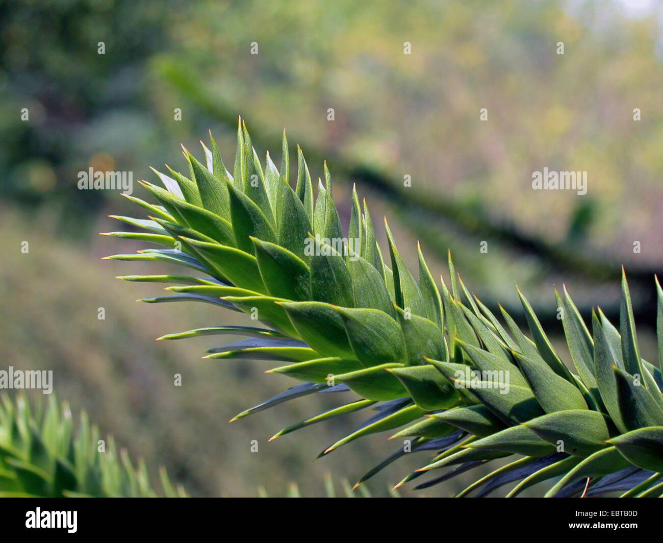 Tree araucaria araucana leaves hi-res stock photography and images - Alamy