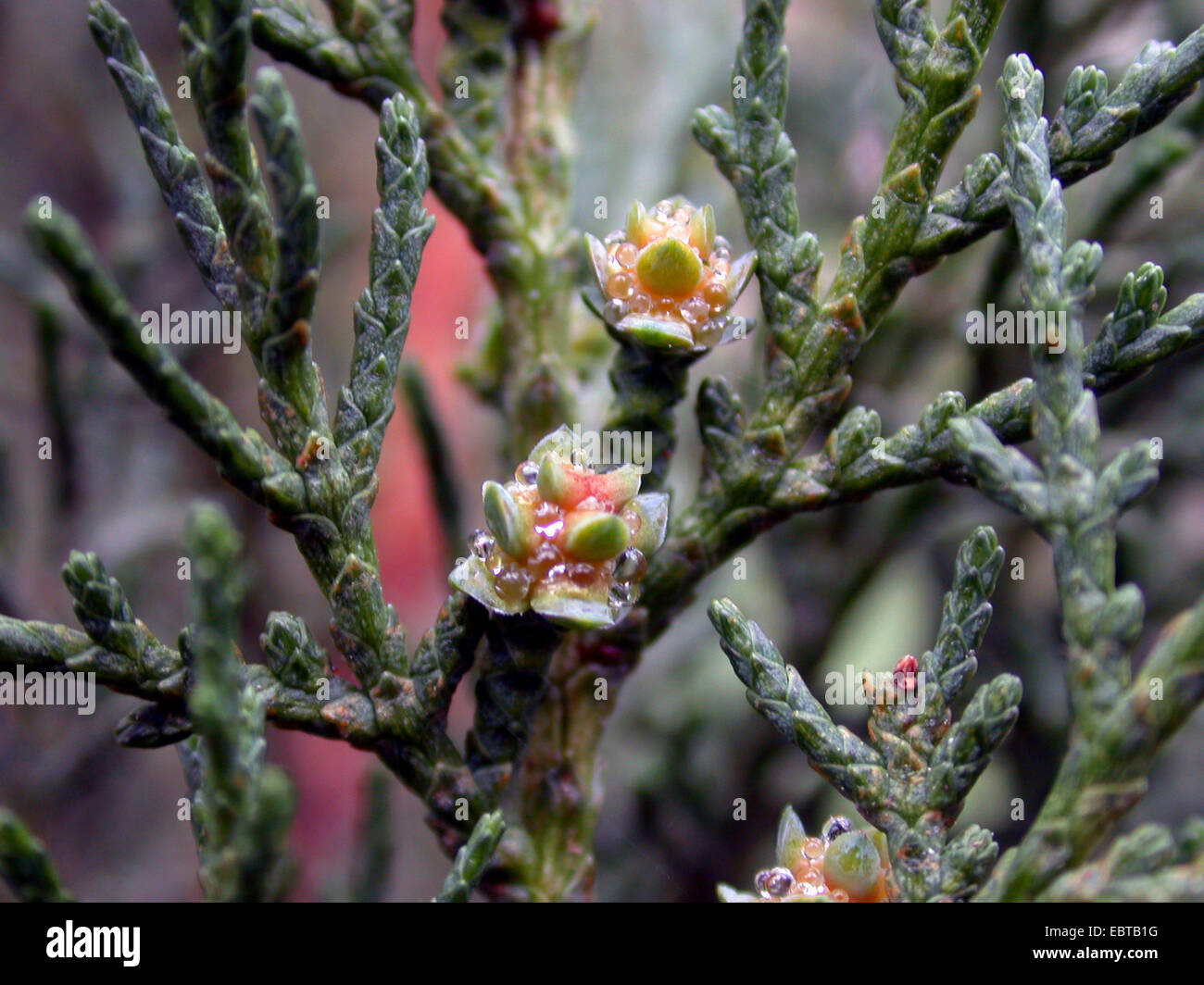Saharan Cypress (Cupressus dupreziana), blooming cones with pollination ...