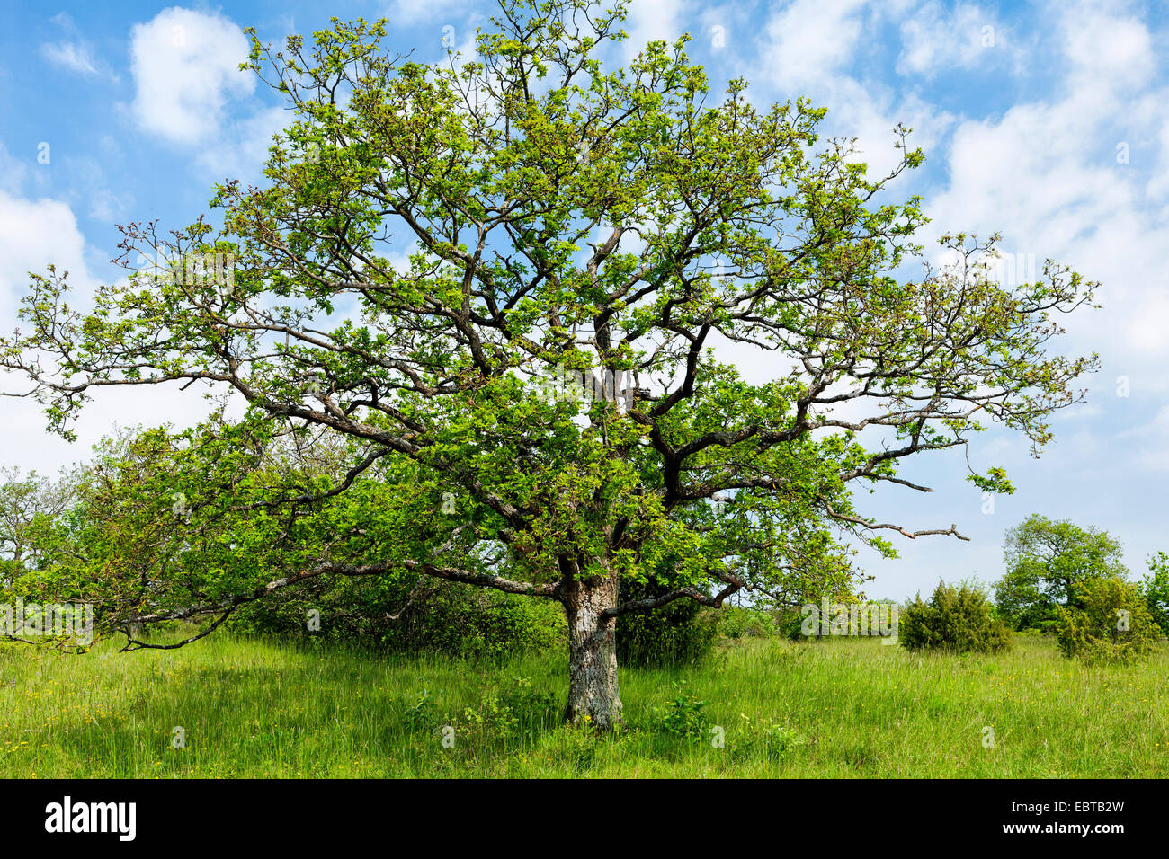 Oak grasslands hi-res stock photography and images - Alamy