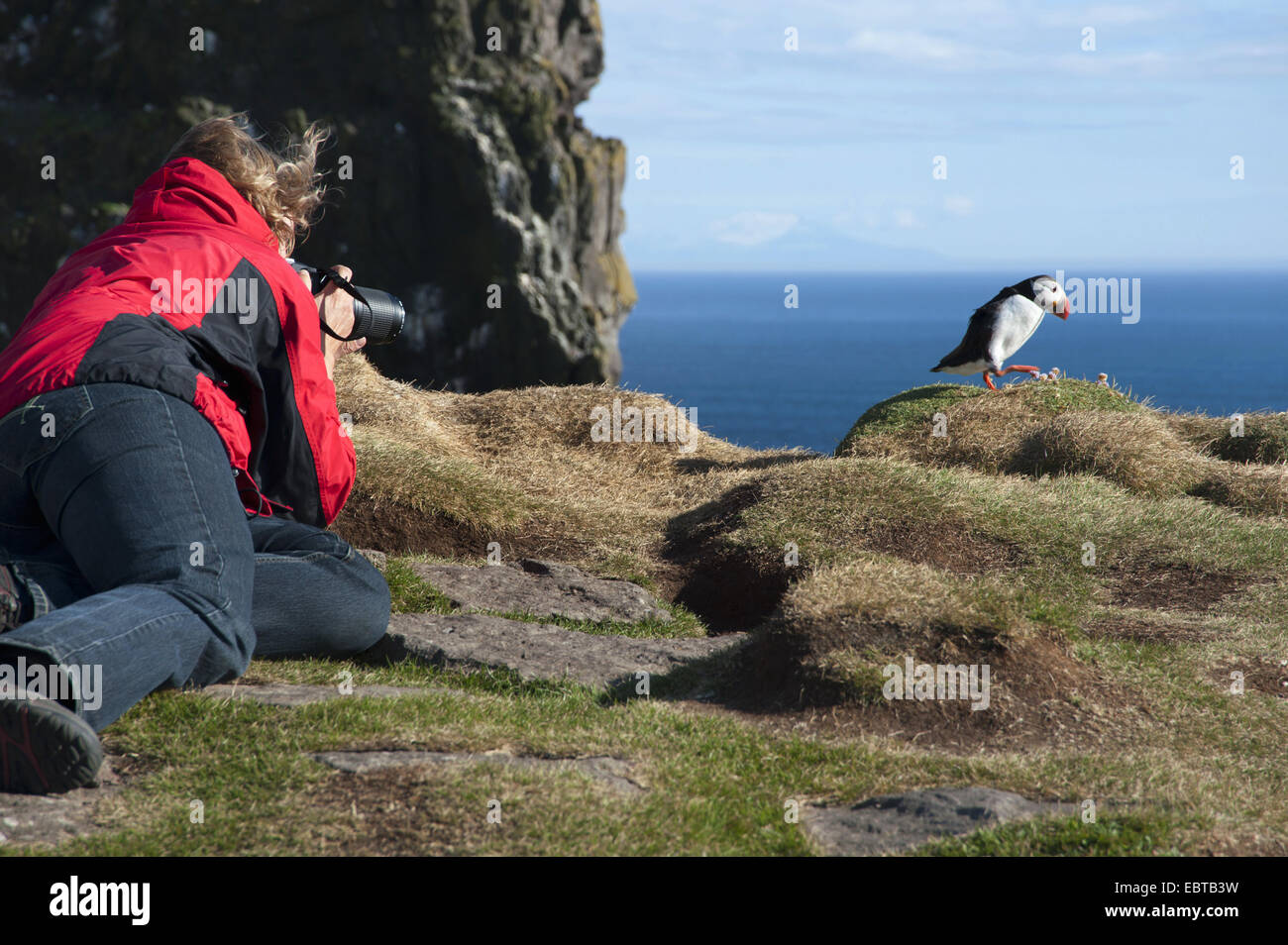 Atlantic puffin, Common puffin (Fratercula arctica), woman taking ...