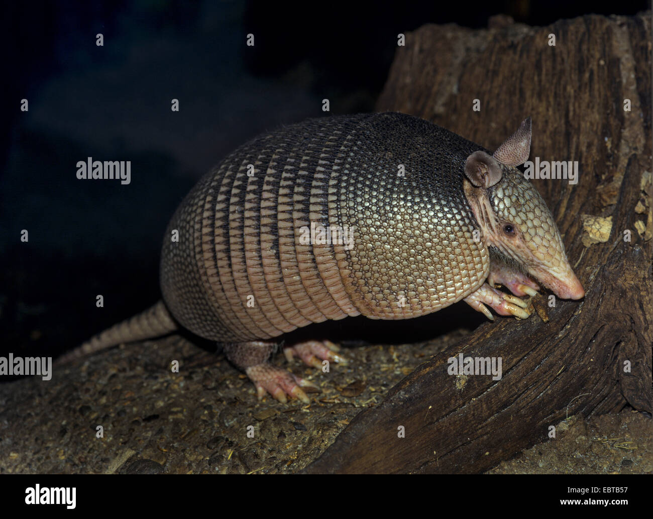 nine-banded armadillo (Dasypus novemcinctus), sitting Stock Photo - Alamy