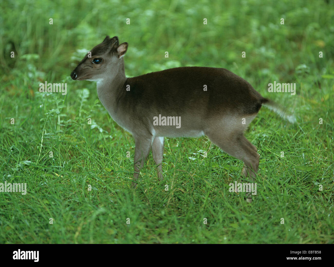 blue duiker (Cephalophus monticola, Philantomba monticola), in a meadow ...