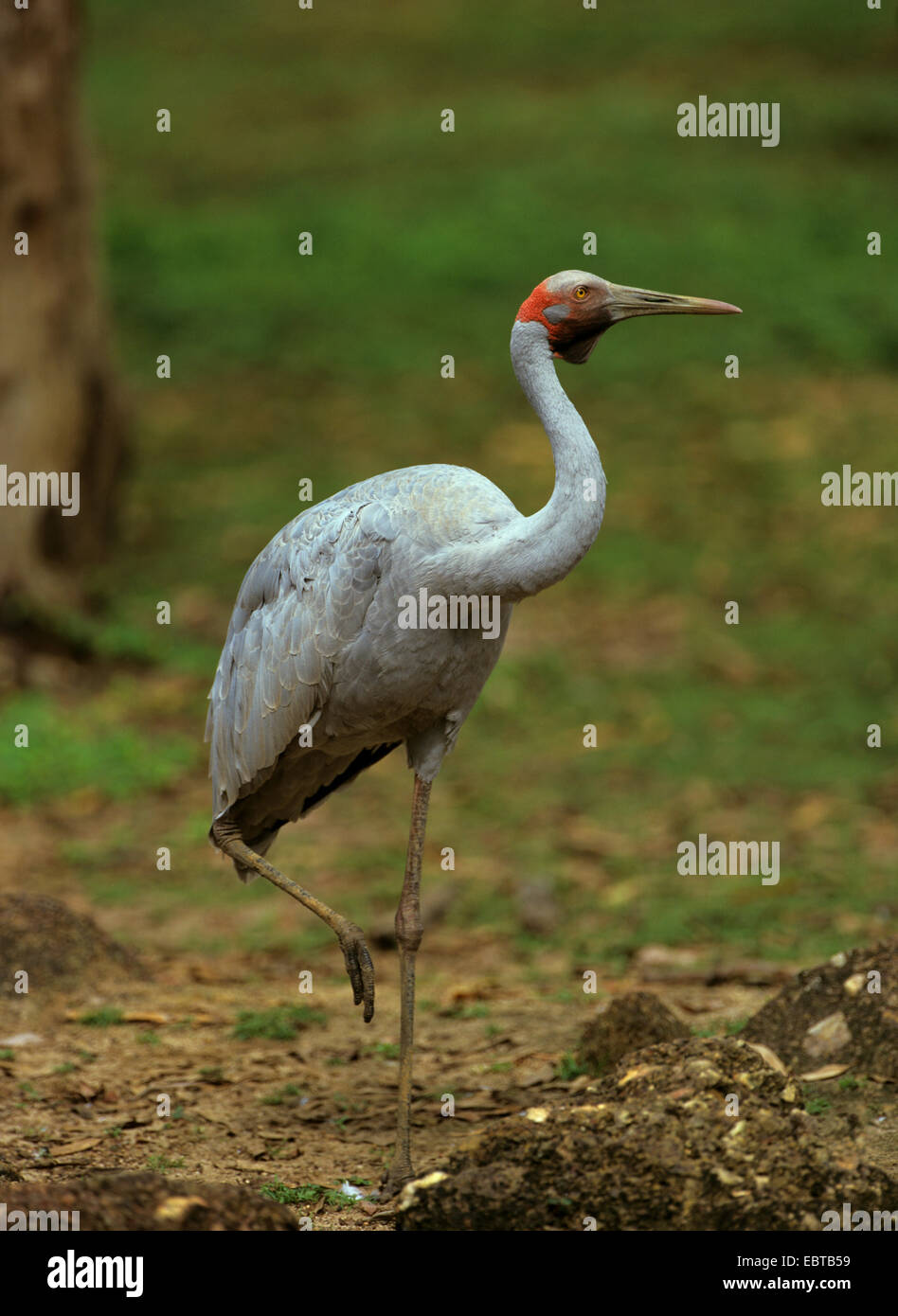 Brolga hi-res stock photography and images - Alamy