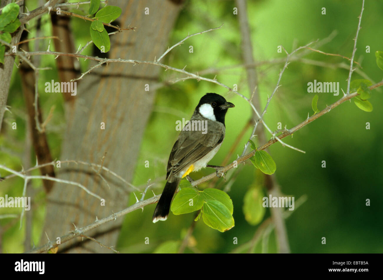 White cheeked bulbul pycnonotus leucogenys hi-res stock photography and ...