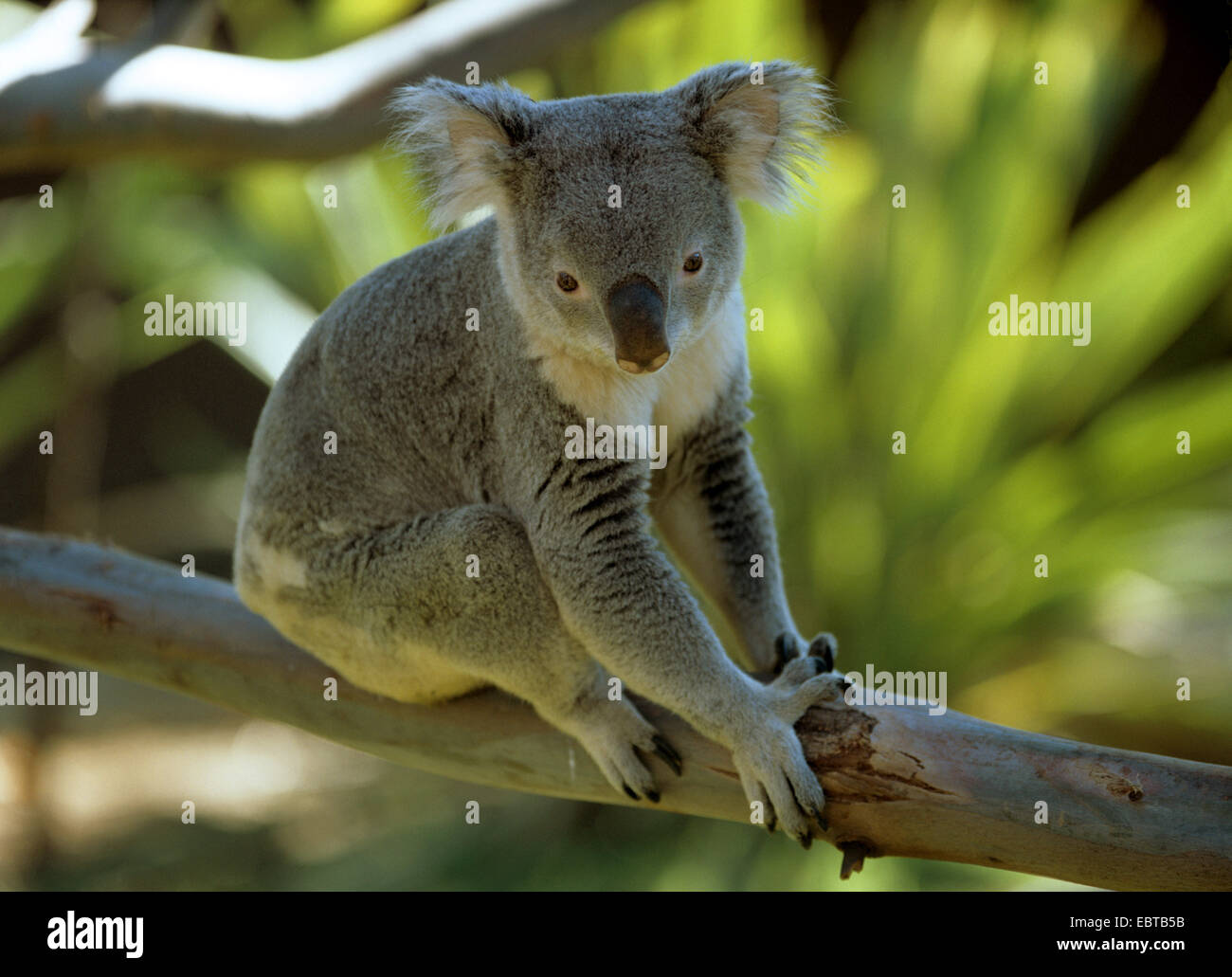 Side view koala sitting on hi-res stock photography and images - Alamy