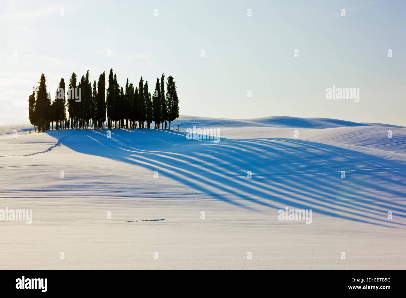 Italian cypress cupressus sempervirens group hi-res stock photography ...