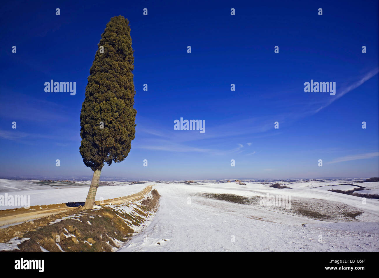 Cypress in wintry landscape hi-res stock photography and images - Alamy