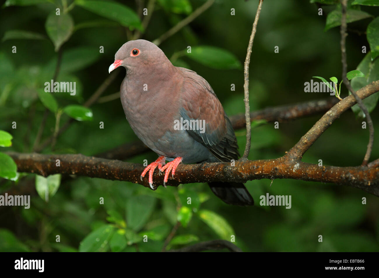 pinon imperial pigeon (Ducula pinon), sitting on a branch Stock Photo ...