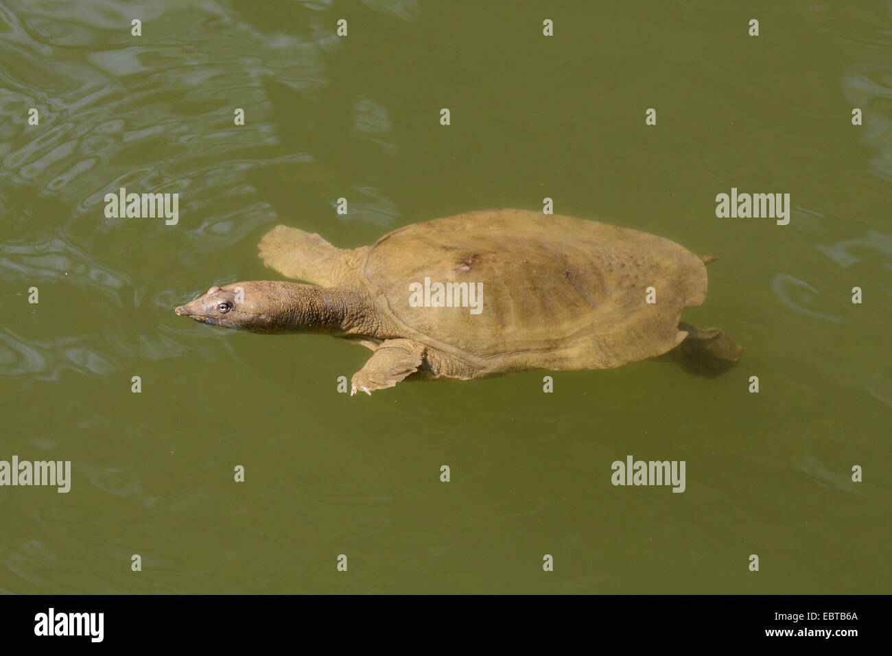 pig-nosed turtle, pitted-shell turtle, New Guinea plateless turtle ...