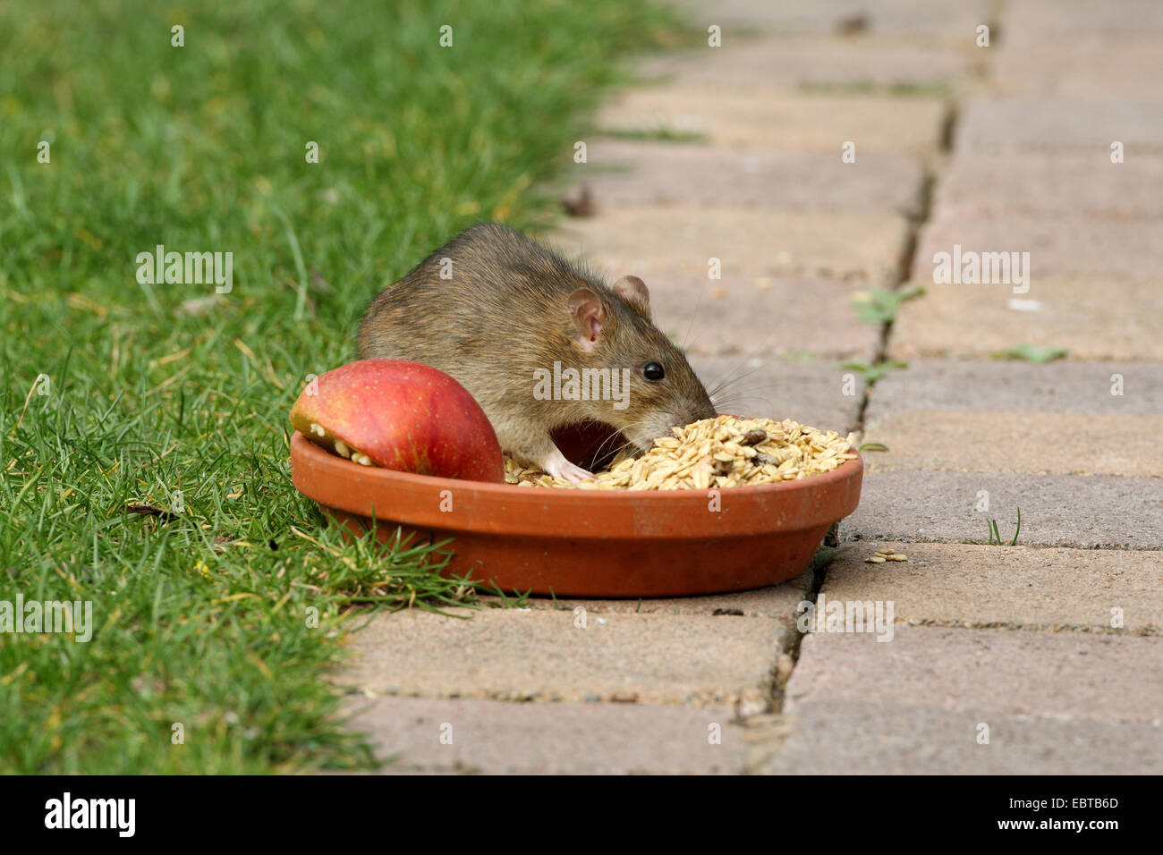Brown rat, Common brown rat, Norway rat, Common rat (Rattus norvegicus ...
