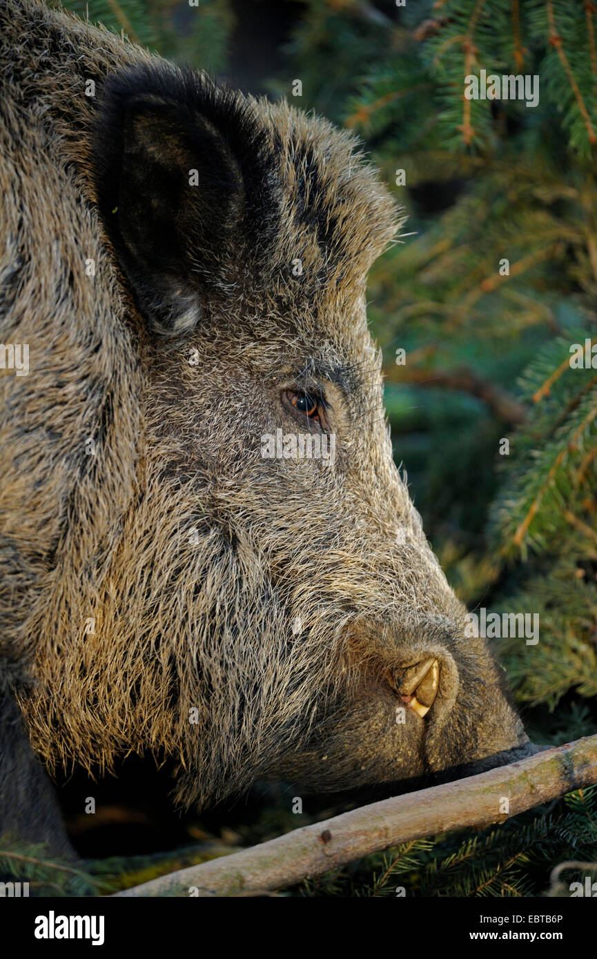 wild boar, pig, wild boars (Sus scrofa), portrait, side view, Germany ...