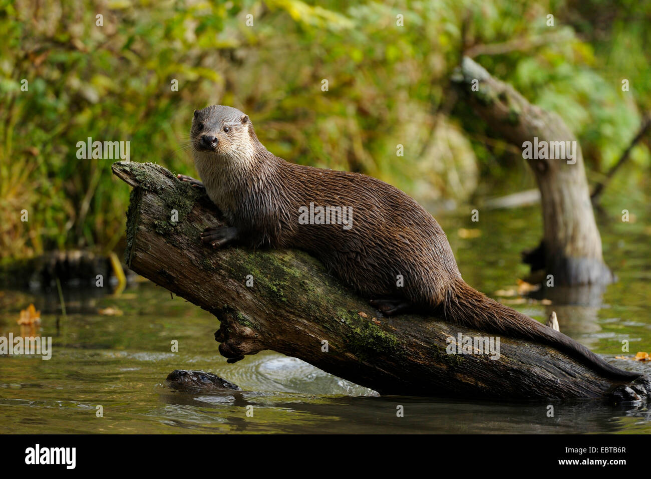 European river otter, European Otter, Eurasian Otter (Lutra lutra), on ...