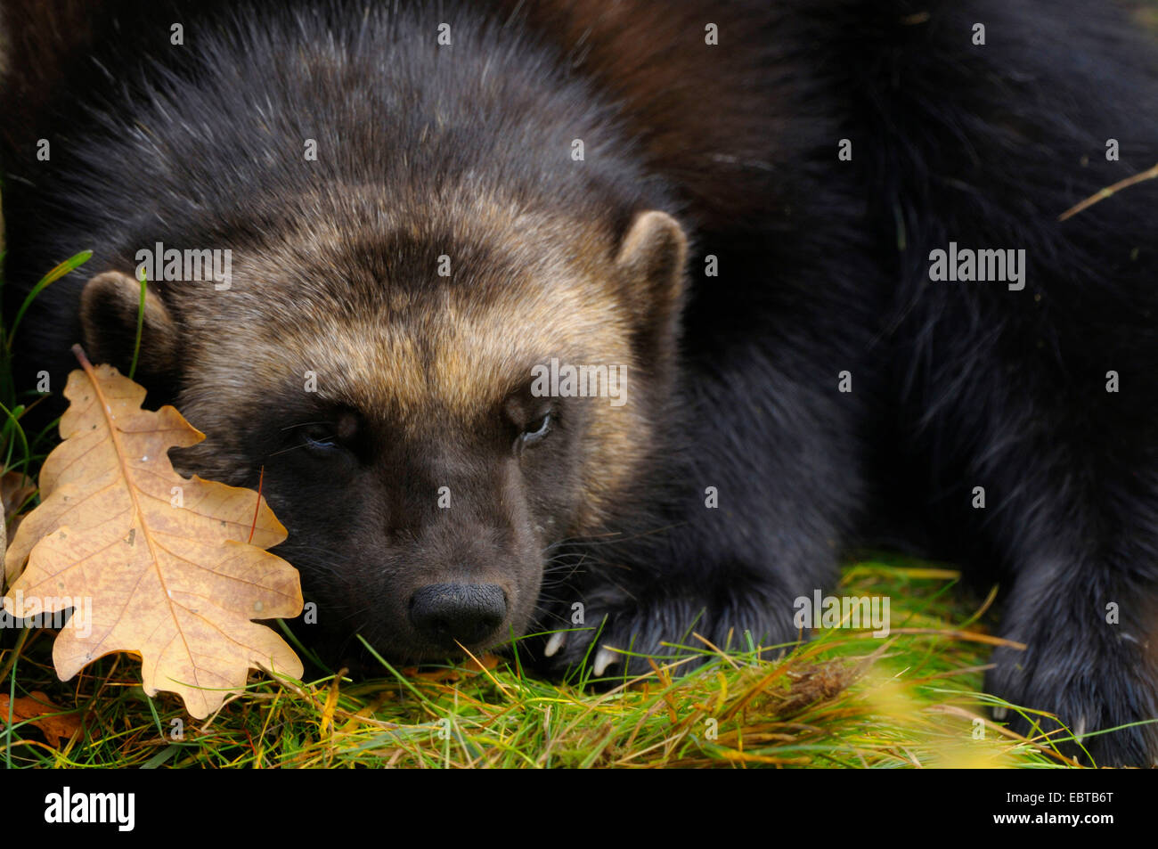 wolverine (Gulo gulo), dozing Stock Photo - Alamy