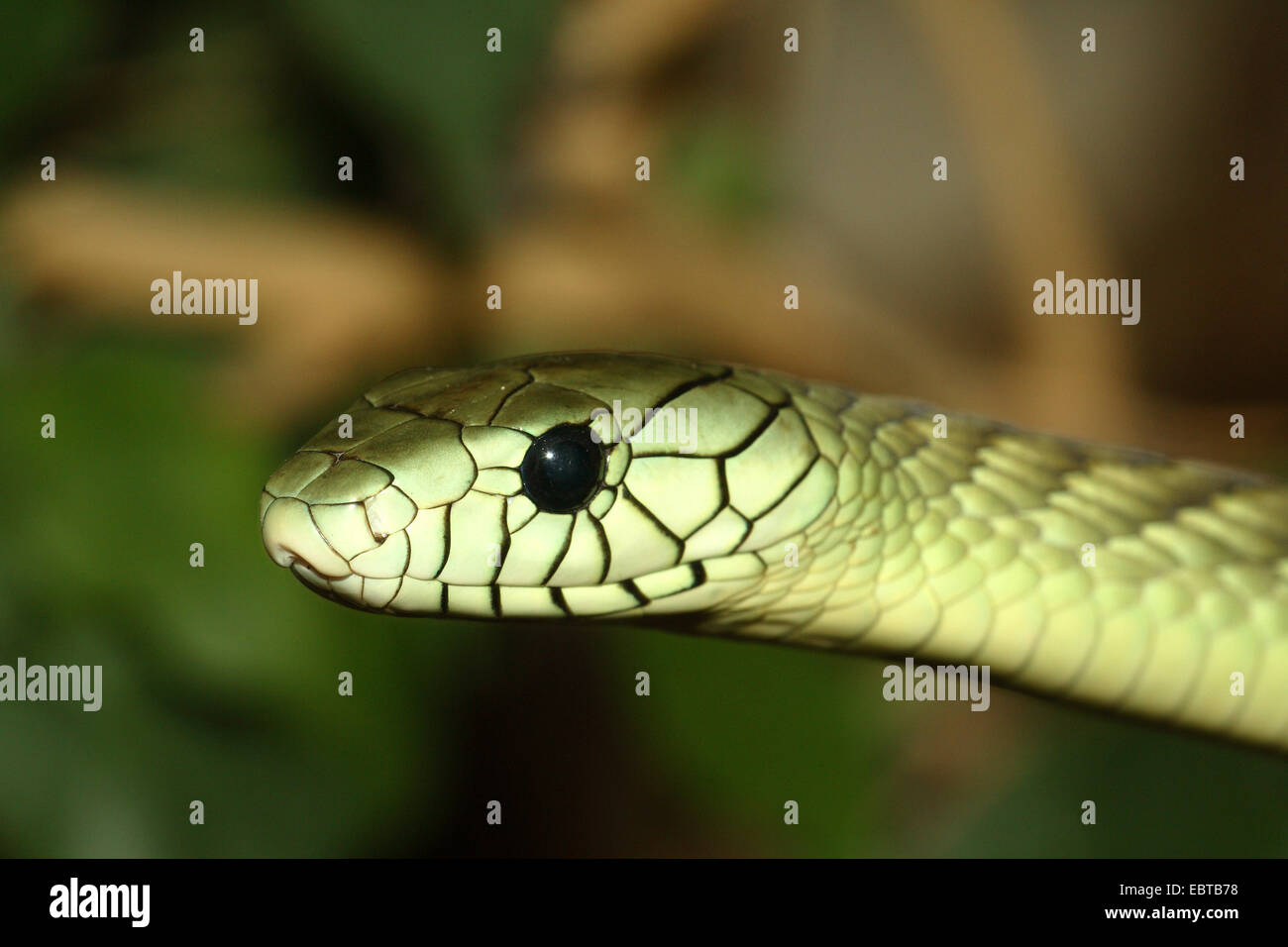 green mamba, western green mamba (Dendroaspis viridis), portrait Stock ...