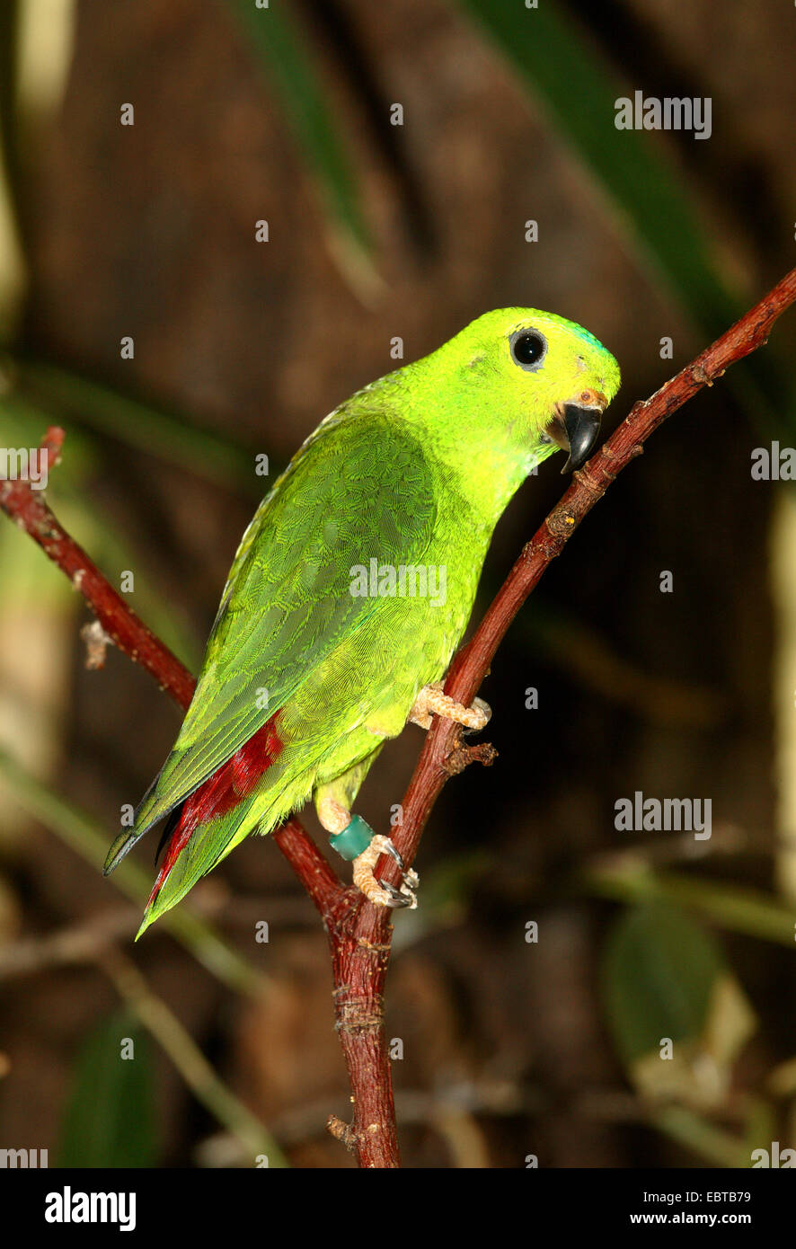 blue-crowned hanging parrot (Loriculus galgulus), sitting on a twig ...