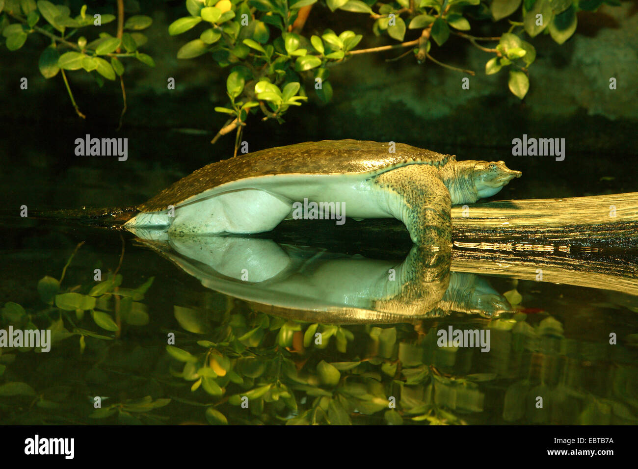 spiny softshell turtle (Apalone spinifera, Trionyx spiniferus), on a ...
