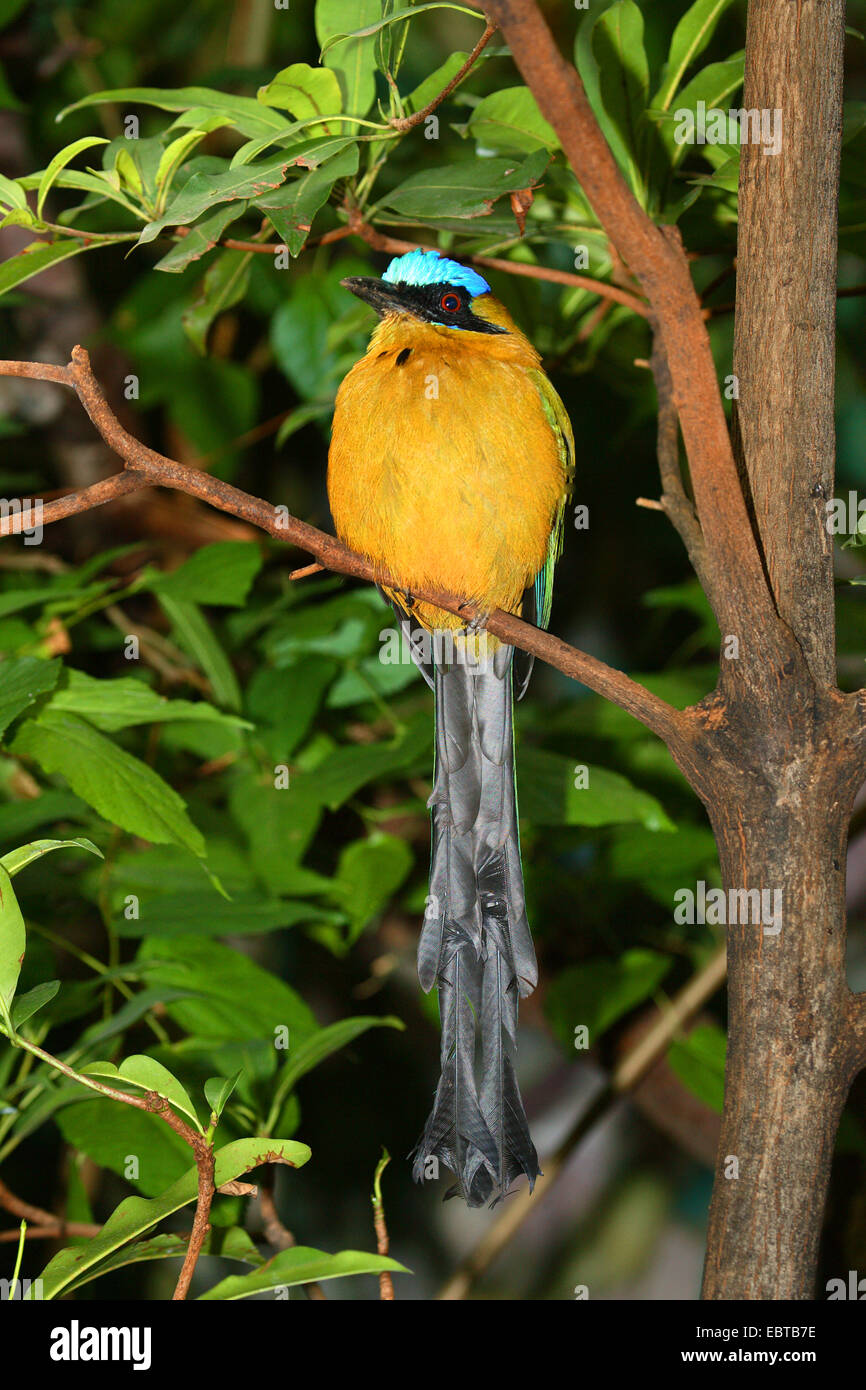 blue-crowned motmot (Momotus momota), sitting on a branch Stock Photo ...