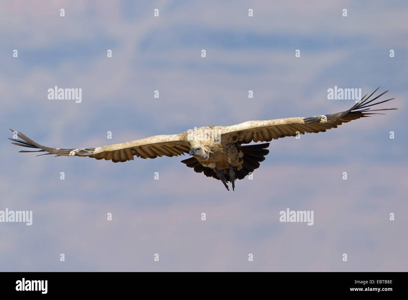 Cape vulture (Gyps coprotheres), flying, South Africa, Kwazulu-Natal ...