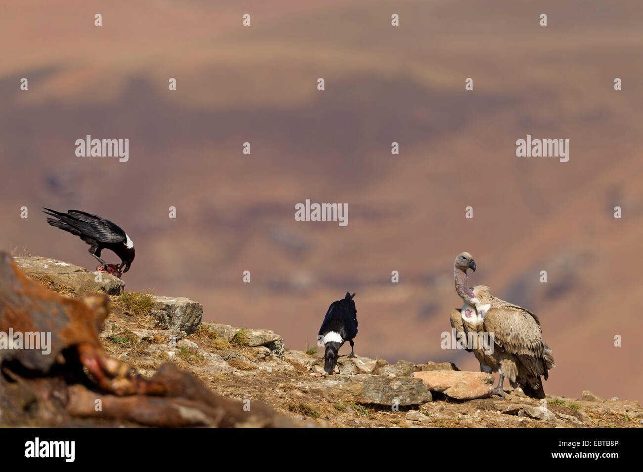 Rock spurs hi-res stock photography and images - Alamy