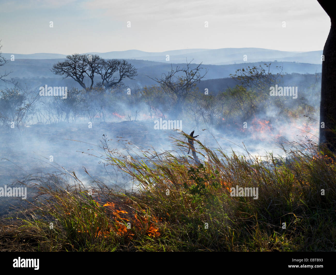 shrub fire in savanna, South Africa, Hluhluwe-Umfolozi National Park ...