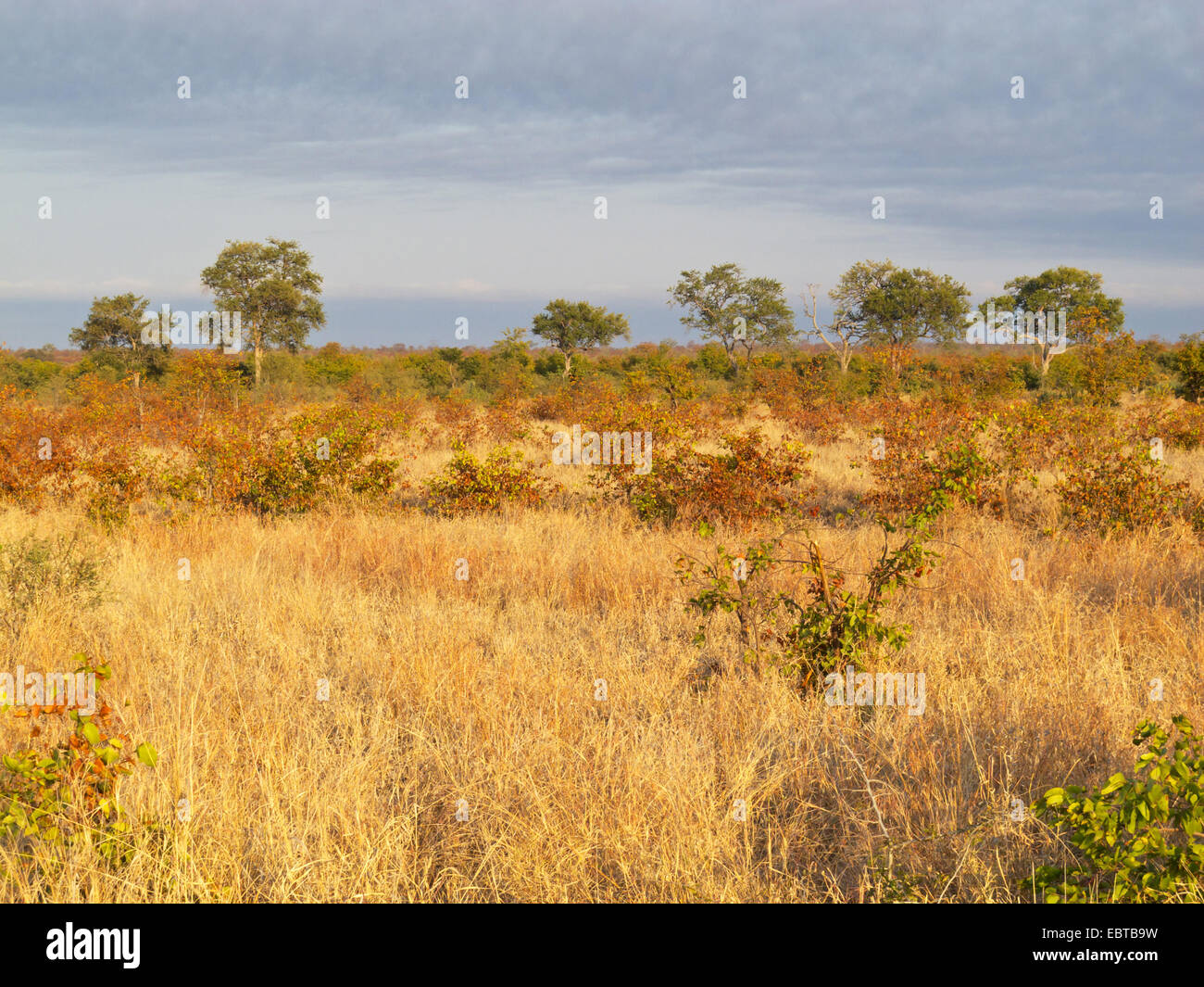African savanna trees and grass hi-res stock photography and images - Alamy