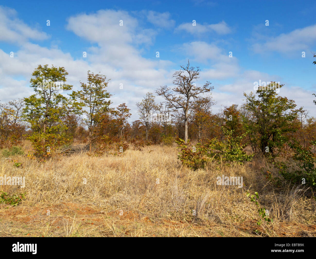 African savanna trees and grass hi-res stock photography and images - Alamy