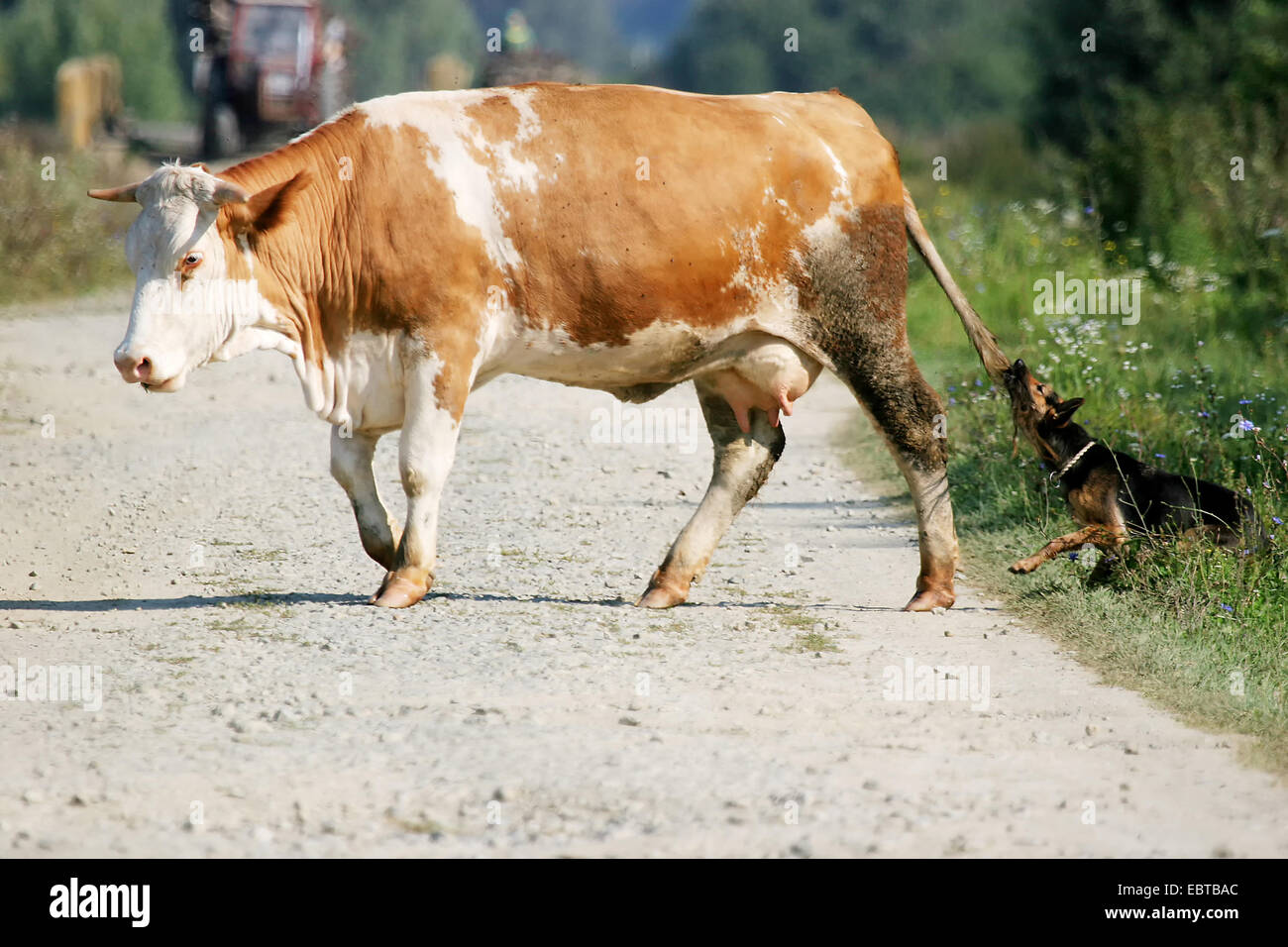 A cow crossing the road while the dog is pulling her tail Stock Photo ...
