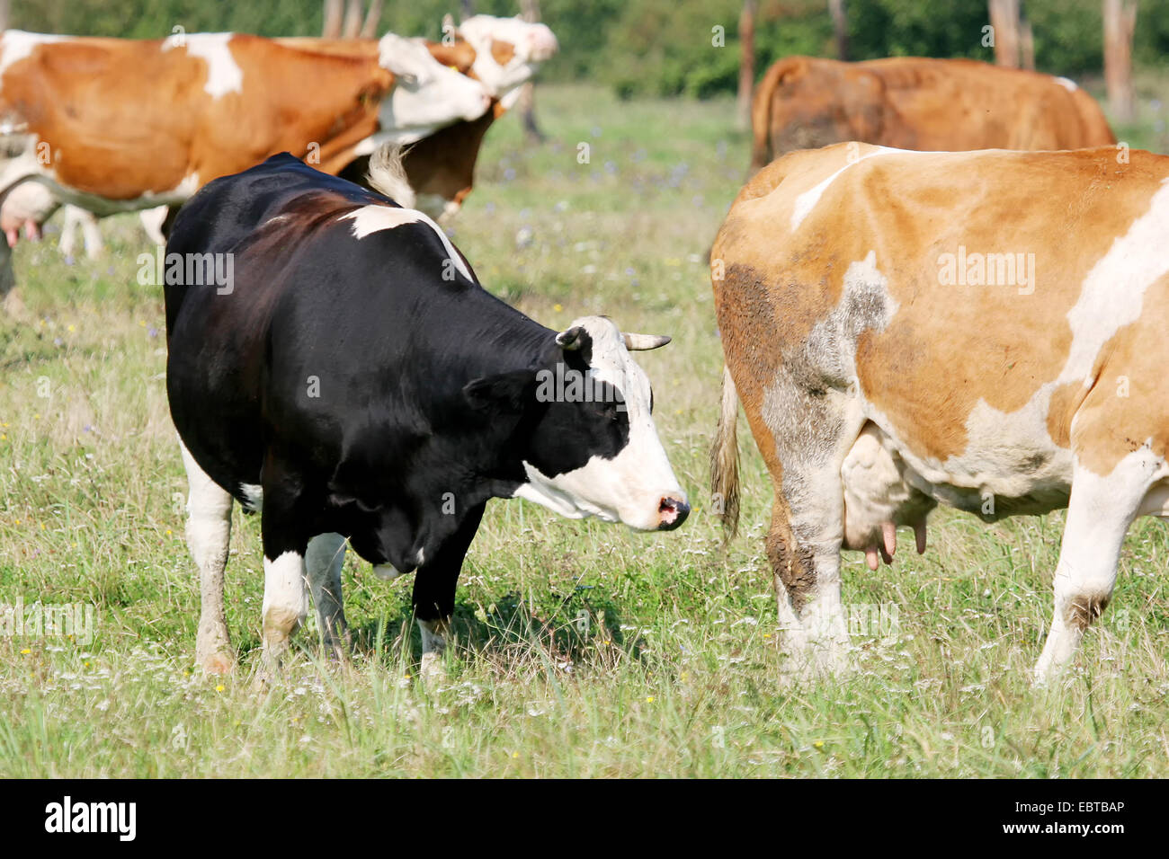 Black and white cow in a small flock of cows grazing on a meadow Stock ...