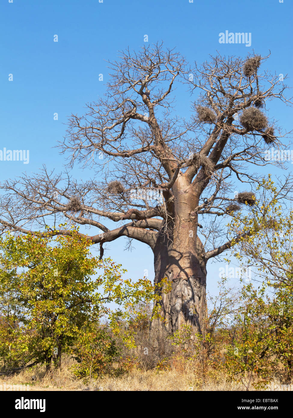 Monkey bread tree hi-res stock photography and images - Alamy