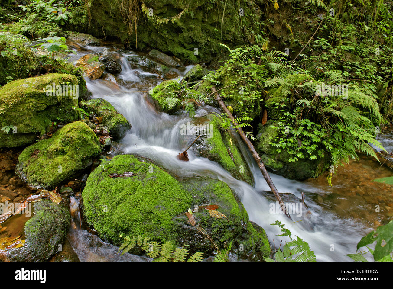 mossy stones and small creek, Uganda, Bwindi Impenetrable National Park ...
