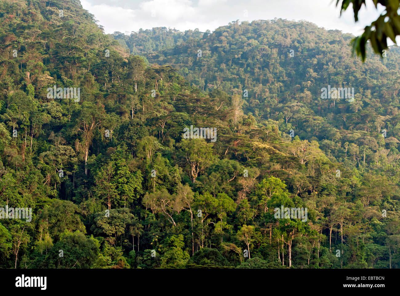 Uganda vegetation hi-res stock photography and images - Alamy