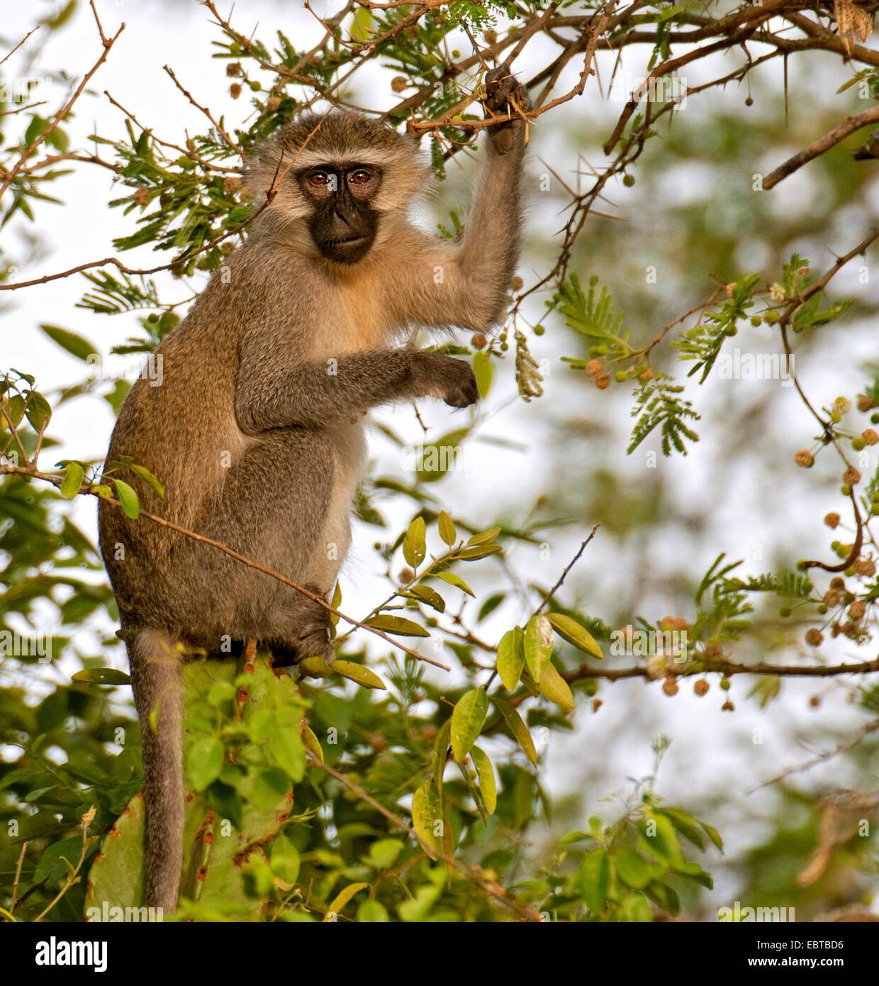 grivet monkey, savanna monkey, green monkey, vervet monkey (Chlorocebus ...